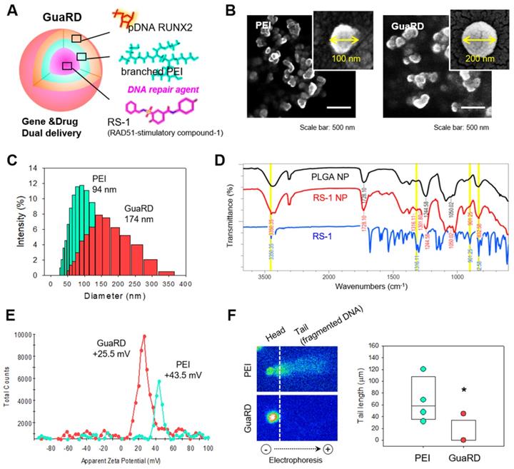 Strategies for accelerating osteogenesis through nanoparticle-based DNA ...