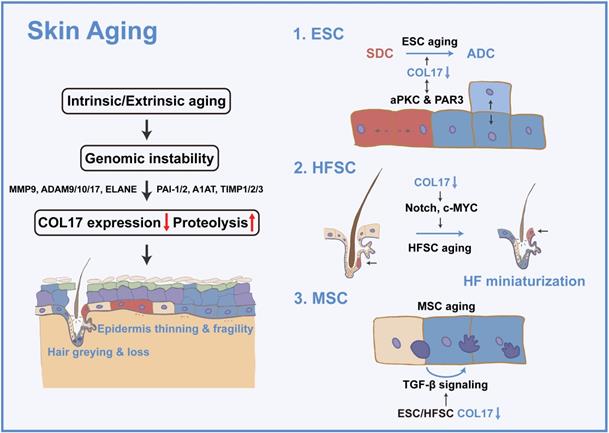 Targeting the stem cell niche: role of collagen XVII in skin aging and ...
