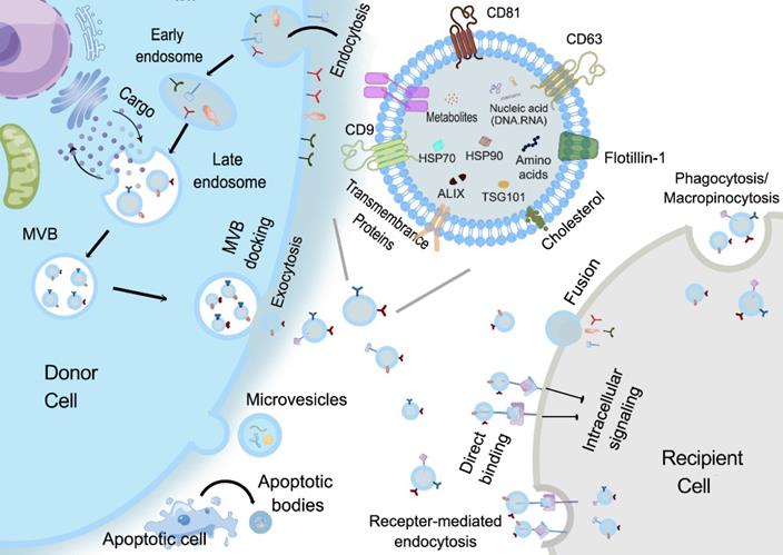 Small extracellular vesicles isolation and separation: Current ...