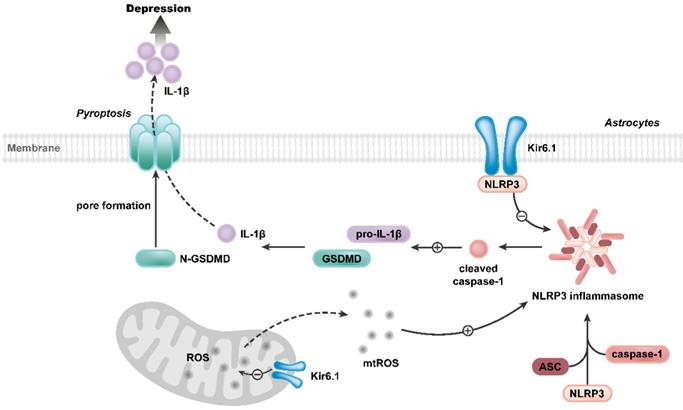 Kir6.1/K-ATP channel in astrocytes is an essential negative modulator ...