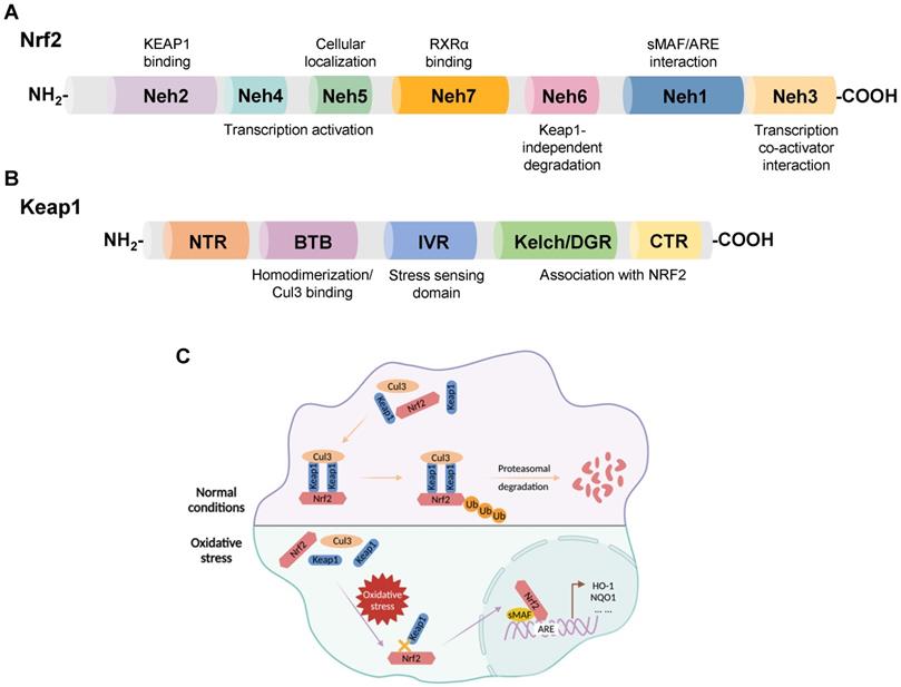 Comprehensive overview of Nrf2-related epigenetic regulations involved ...
