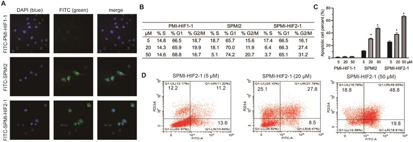 Design of stapled peptide-based PROTACs for MDM2/MDMX atypical ...
