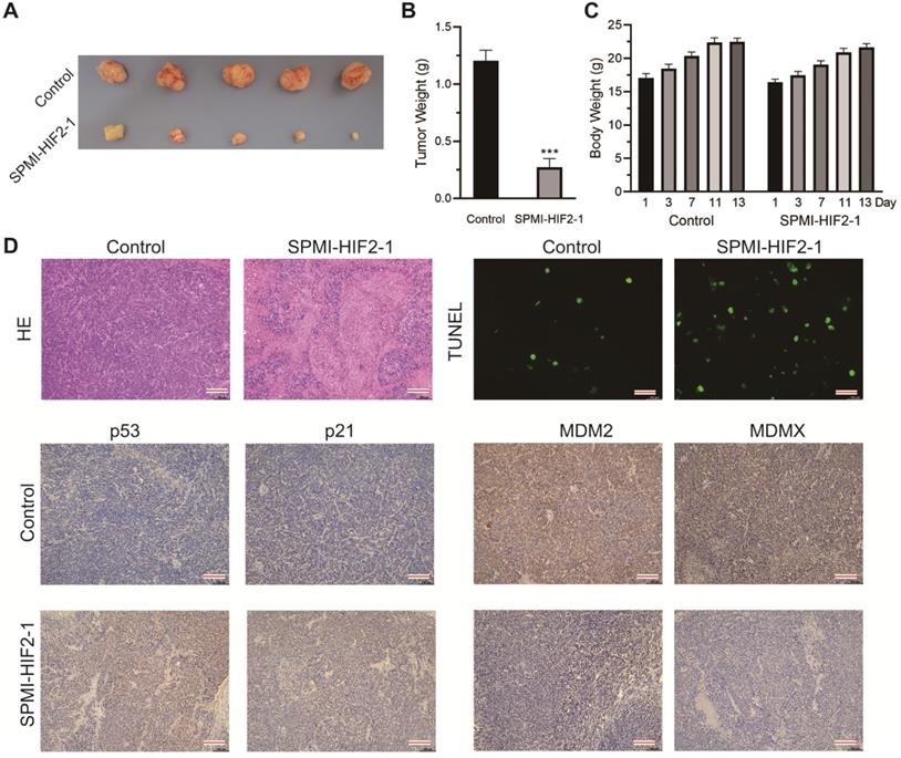 Design of stapled peptide-based PROTACs for MDM2/MDMX atypical ...