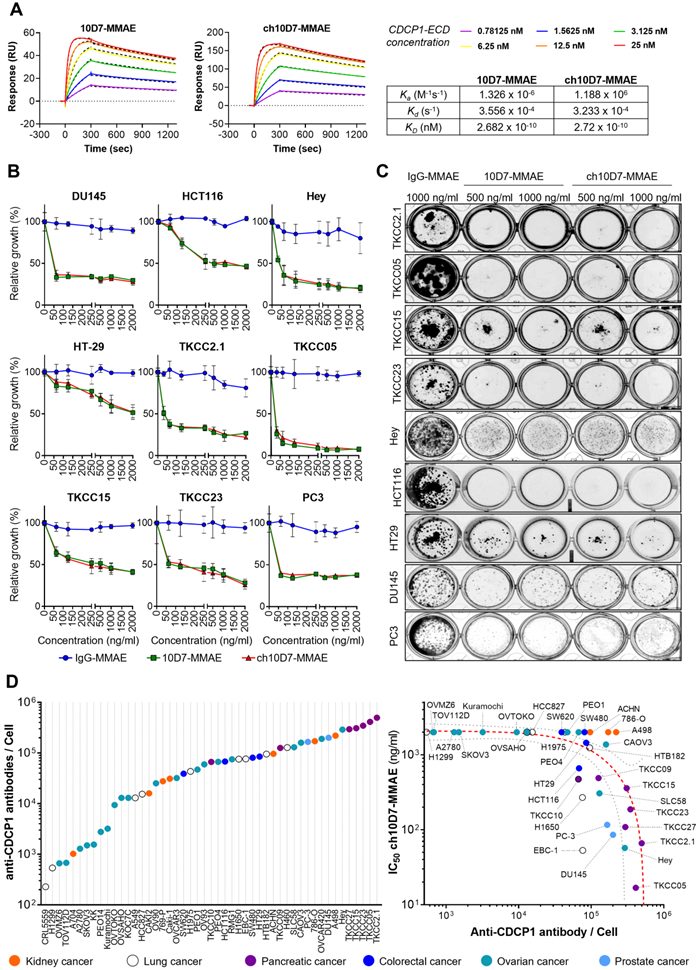 CUB Domain-Containing Protein 1 (CDCP1) is a rational target for the ...