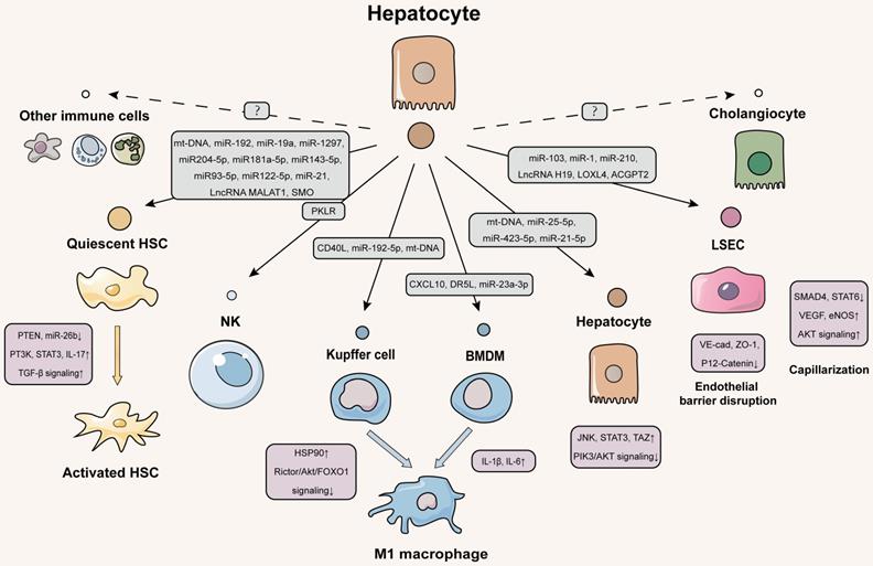 Extracellular vesicles: catching the light of intercellular ...
