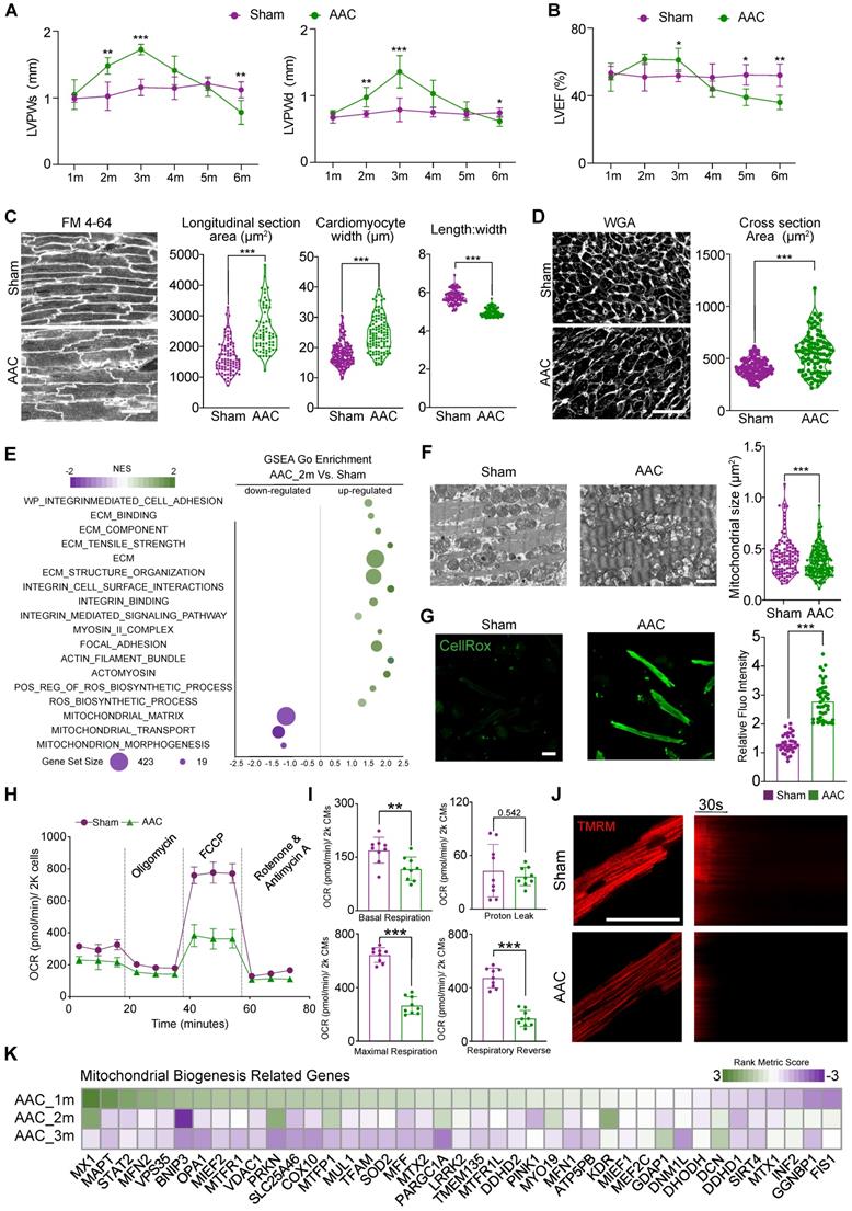 Yap1 modulates cardiomyocyte hypertrophy via impaired mitochondrial ...