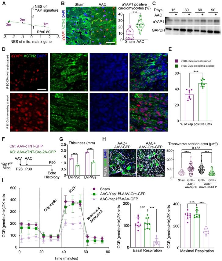 Yap1 modulates cardiomyocyte hypertrophy via impaired mitochondrial ...