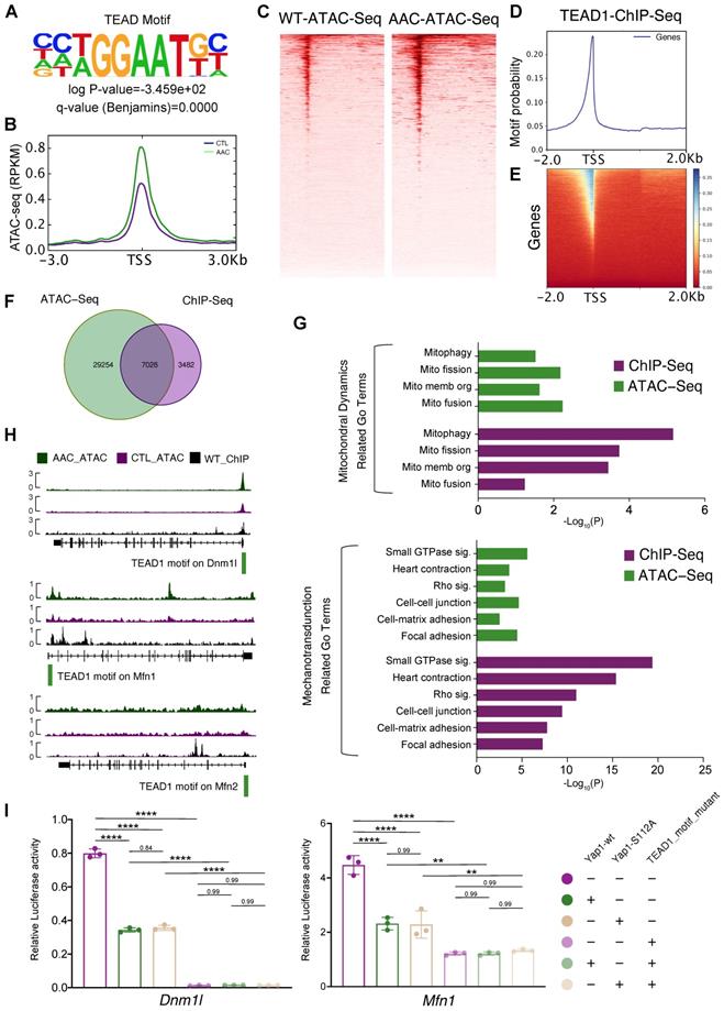 Yap1 modulates cardiomyocyte hypertrophy via impaired mitochondrial ...