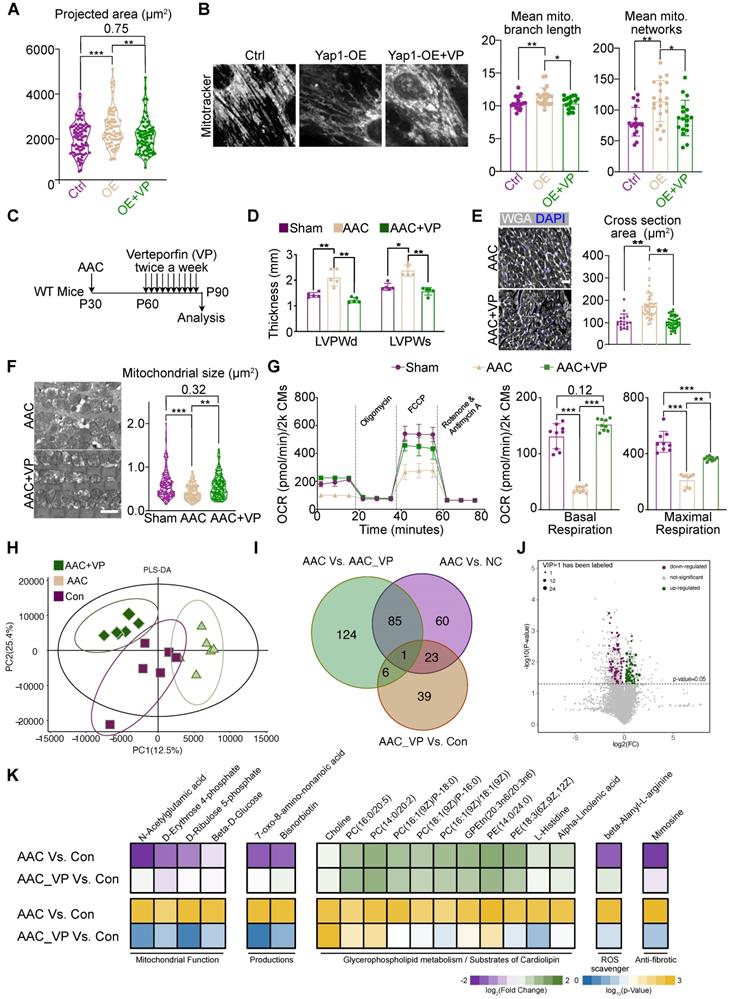 Yap1 modulates cardiomyocyte hypertrophy via impaired mitochondrial ...