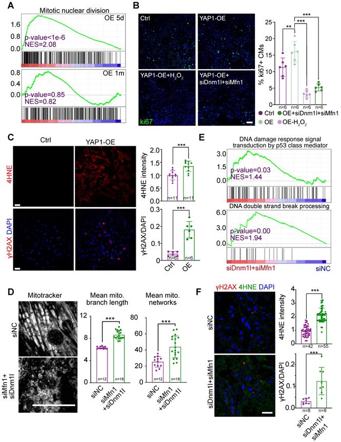Yap1 modulates cardiomyocyte hypertrophy via impaired mitochondrial ...