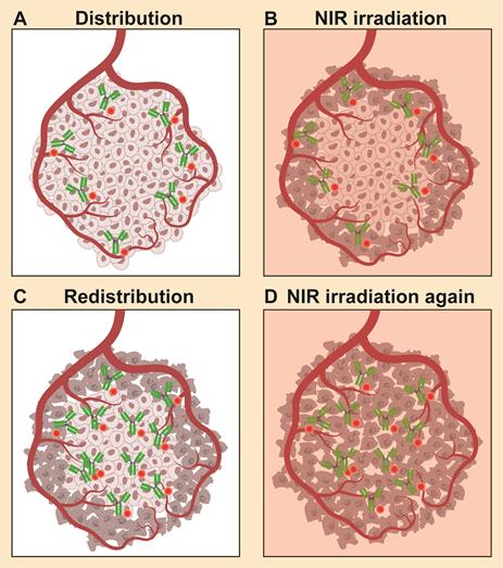 Near-infrared photoimmunotherapy: design and potential applications for ...