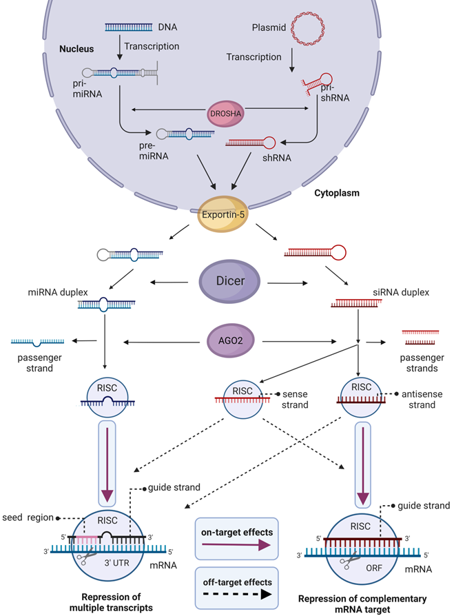 Specificity of oligonucleotide gene therapy (OGT) agents