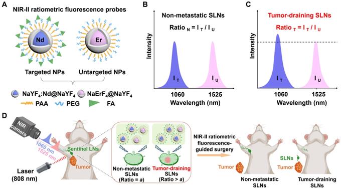 Near-infrared-II ratiometric fluorescence probes for non-invasive ...