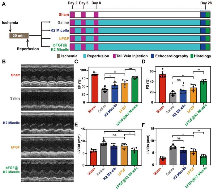 MMP 9-instructed assembly of bFGF nanofibers in ischemic myocardium to ...
