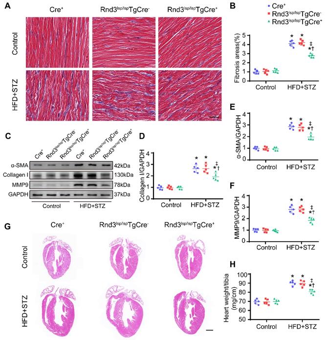 Fibroblast-specific activation of Rnd3 protects against cardiac ...