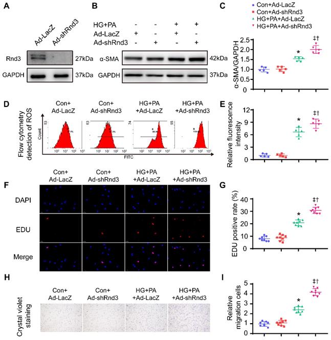 Fibroblast-specific activation of Rnd3 protects against cardiac ...