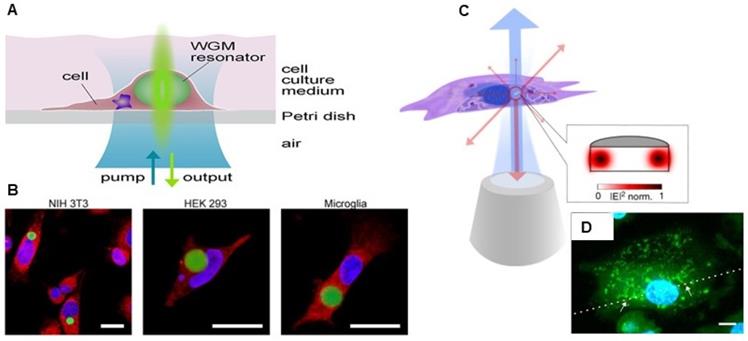 Paradigm shift in future biophotonics for imaging and therapy ...