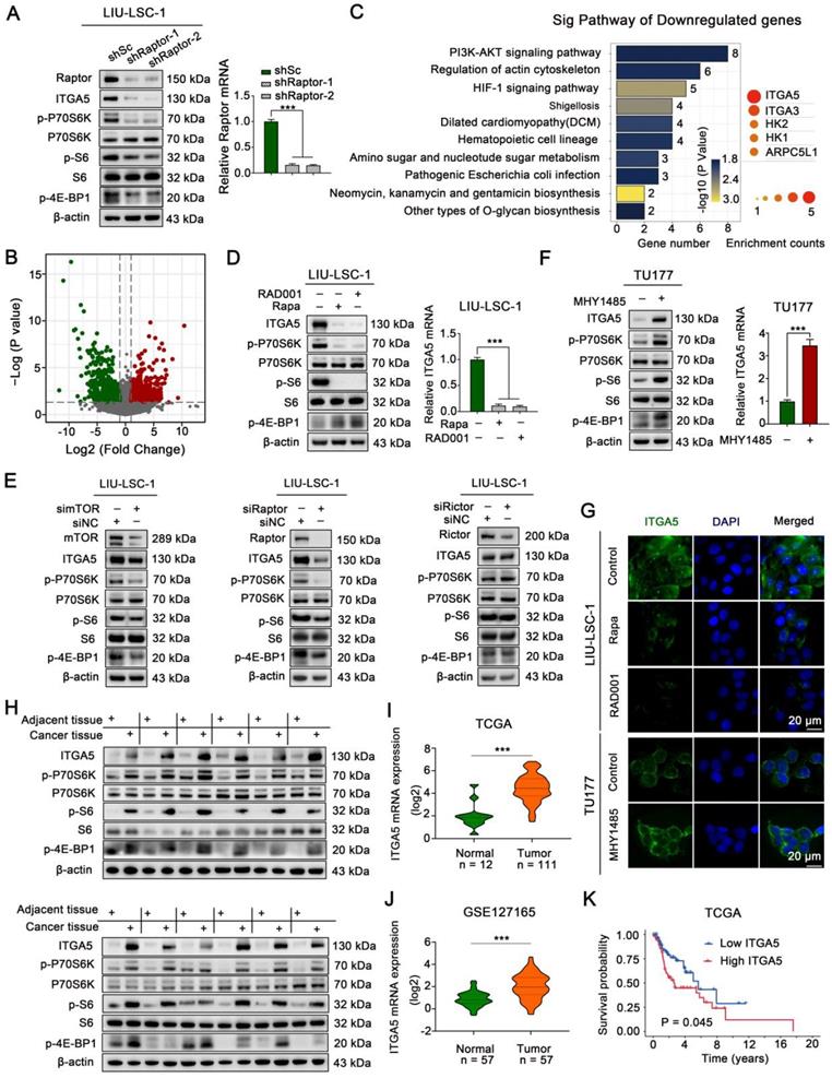 Elevated ITGA5 facilitates hyperactivated mTORC1-mediated progression ...