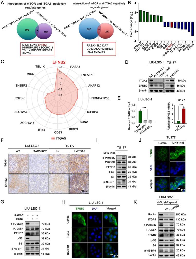 Elevated ITGA5 facilitates hyperactivated mTORC1-mediated progression ...