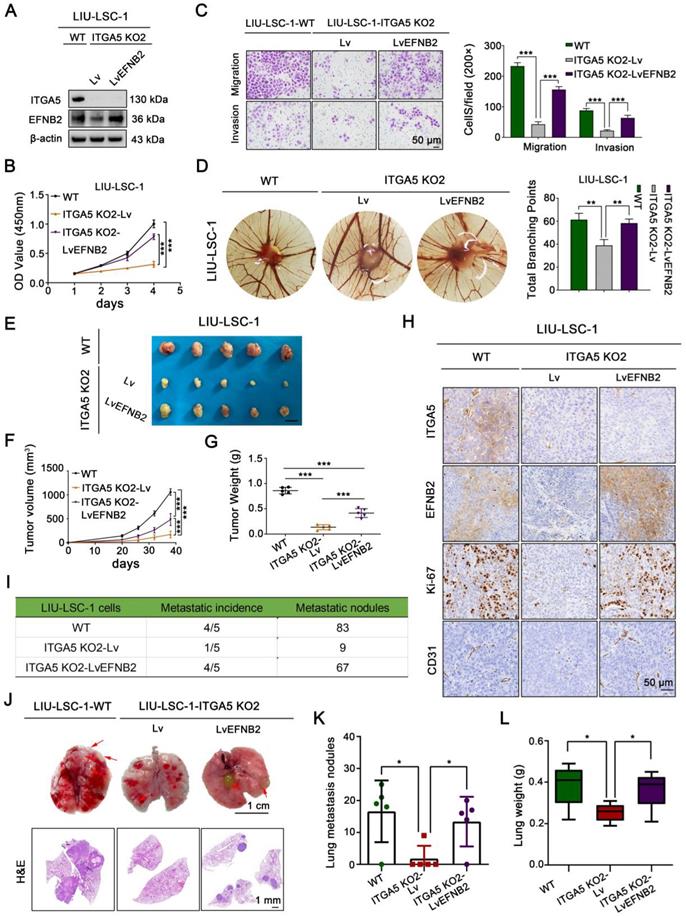 Elevated ITGA5 facilitates hyperactivated mTORC1-mediated progression ...