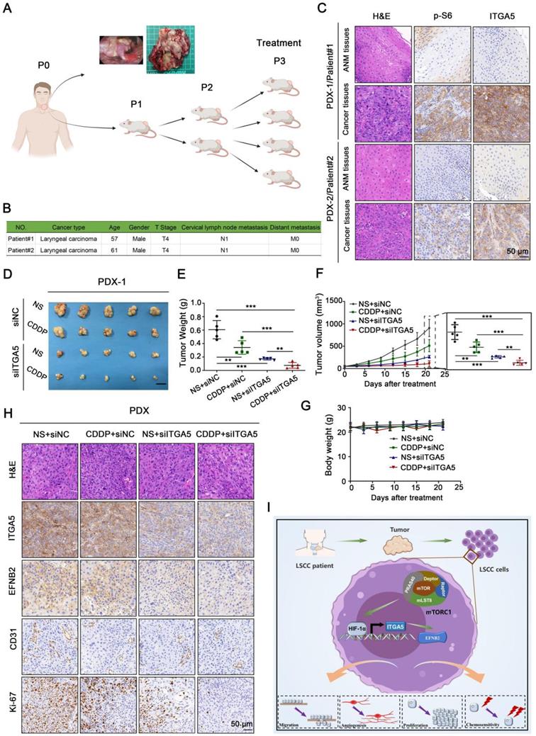 Elevated ITGA5 facilitates hyperactivated mTORC1-mediated progression ...