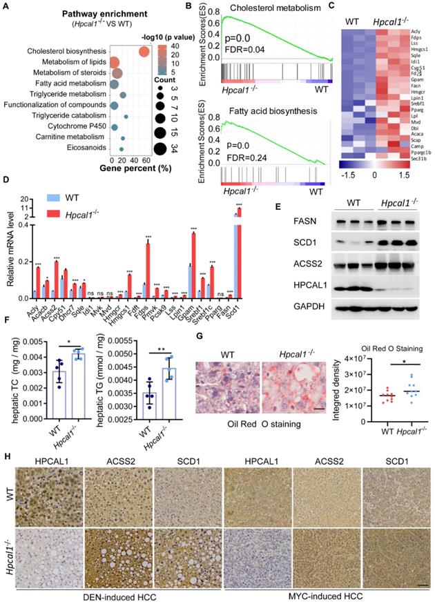 Hippocalcin-Like 1 blunts liver lipid metabolism to suppress ...
