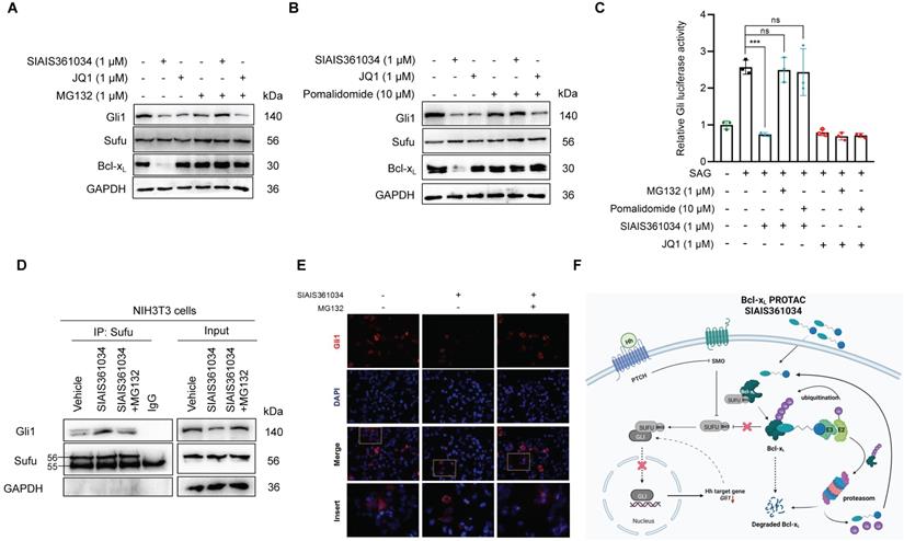 The PROTAC selectively degrading Bcl-xL represents a novel Hedgehog ...