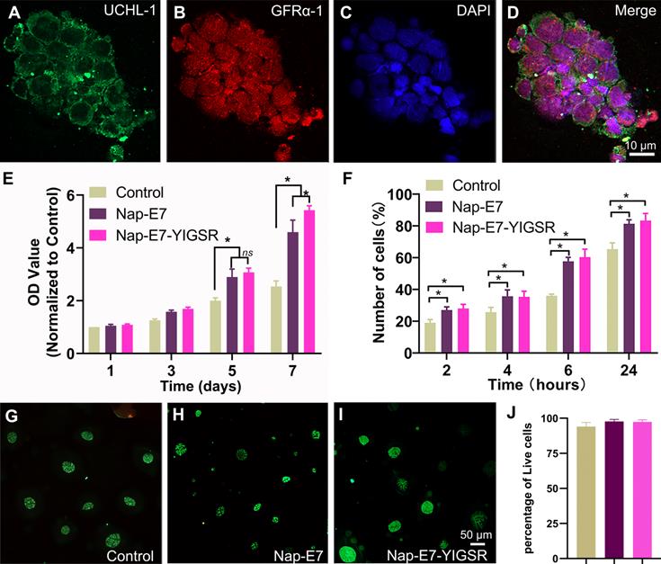 A functionalized self-assembling peptide containing E7 and YIGSR sequences enhances neuronal ...