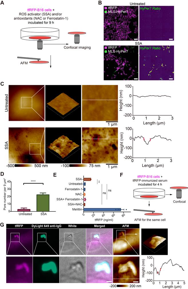 Intravital molecular imaging reveals that ROS-caspase-3-GSDME-induced ...