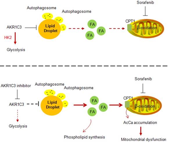 AKR1C3-dependent lipid droplet formation confers hepatocellular ...