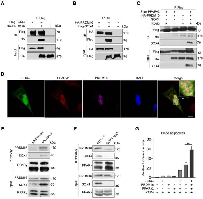 SOX4 promotes beige adipocyte-mediated adaptive thermogenesis by ...
