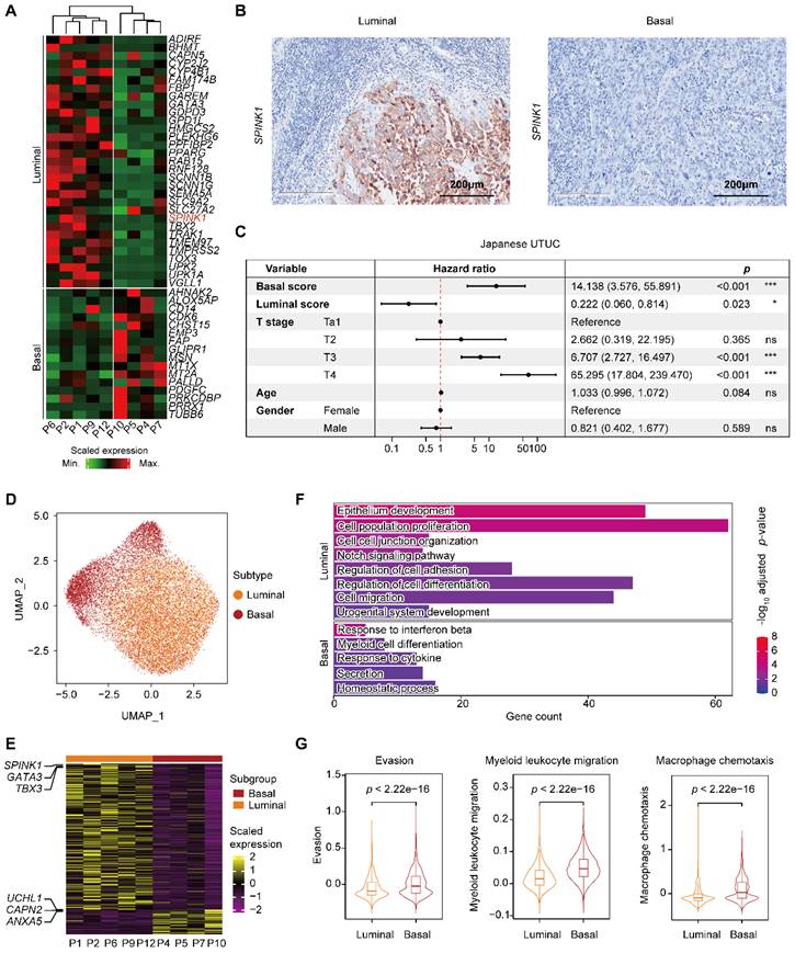 Single-cell atlases link macrophages and CD8+ T-cell subpopulations to ...