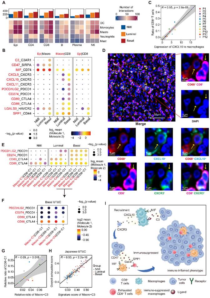 Single-cell atlases link macrophages and CD8+ T-cell subpopulations to ...