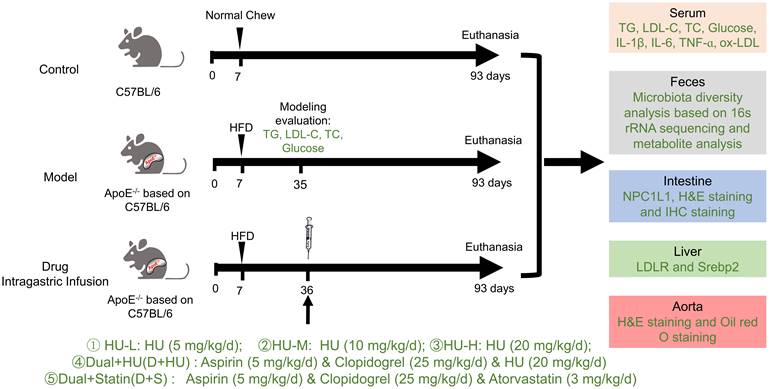 Hydroxyurea ameliorates atherosclerosis in ApoE-/- mice by potentially ...