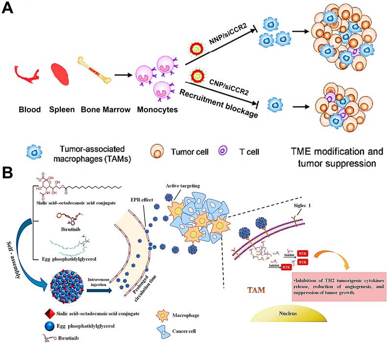 Development of functional nanomedicines for tumor associated ...