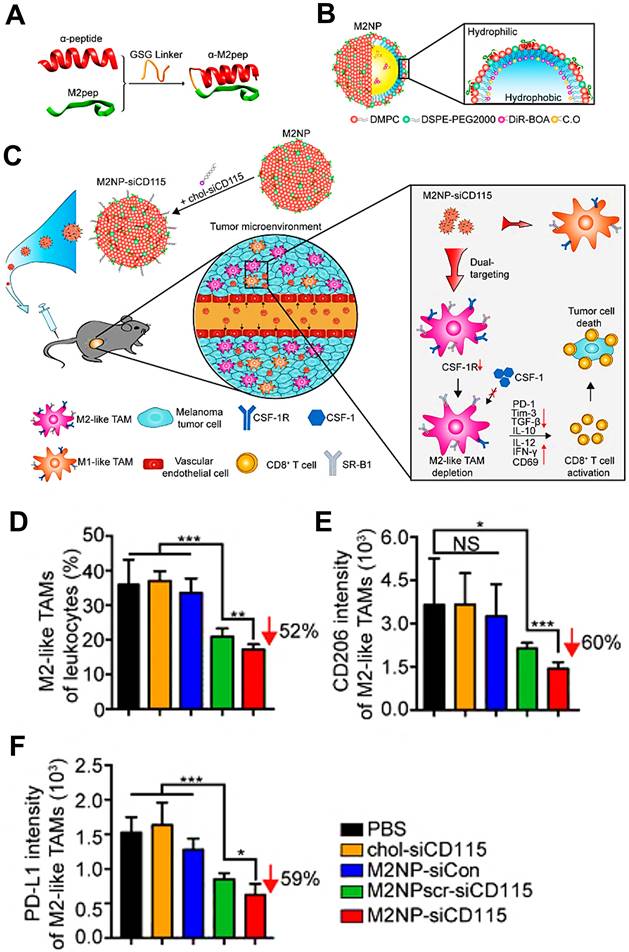 Development of functional nanomedicines for tumor associated ...