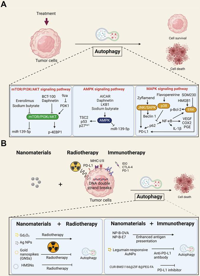 Nanoparticles augment the therapeutic window of RT and immunotherapy ...