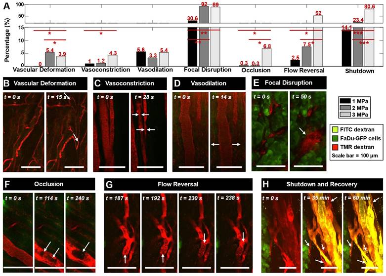 Intravital imaging and cavitation monitoring of antivascular ultrasound ...