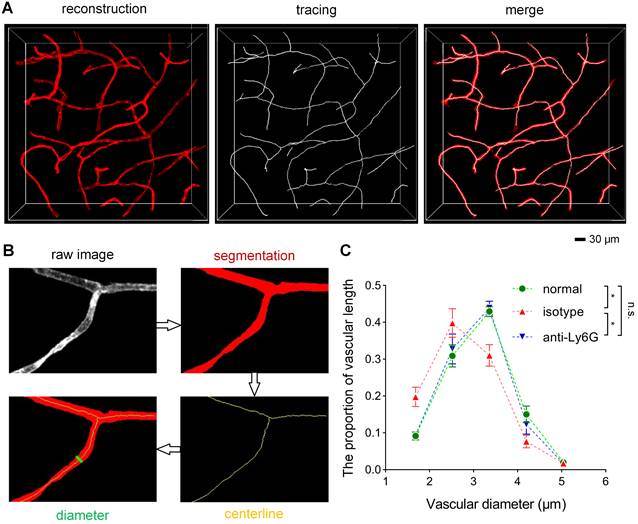 A labeling strategy for the three-dimensional recognition and analysis ...