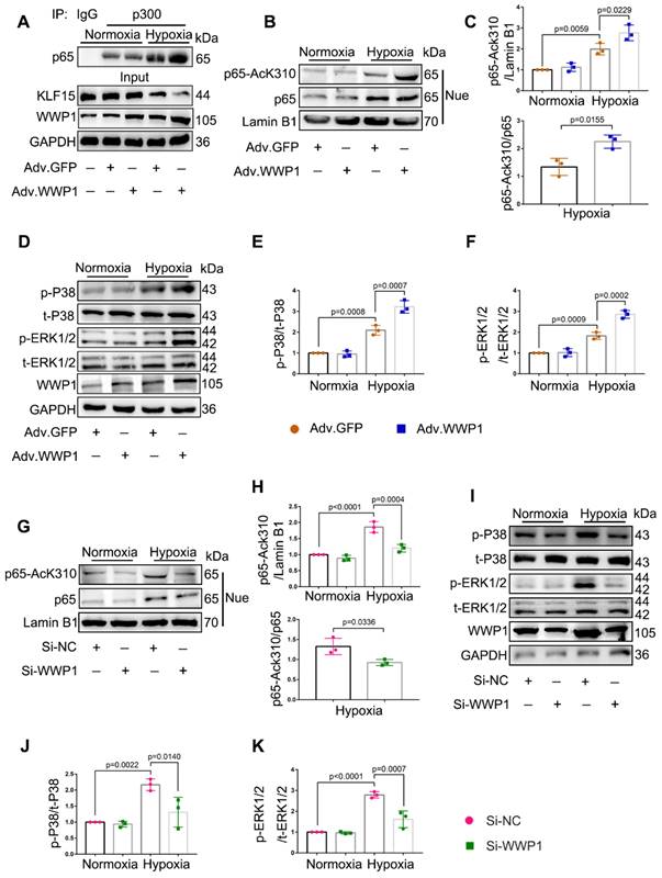 Targeting WWP1 ameliorates cardiac ischemic injury by suppressing KLF15 ...