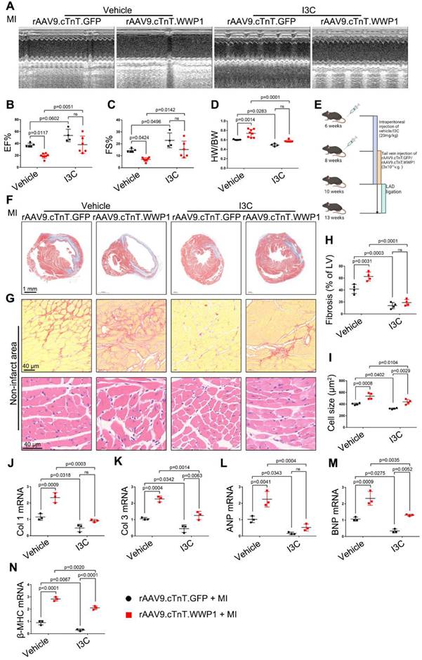 Targeting WWP1 ameliorates cardiac ischemic injury by suppressing KLF15 ...