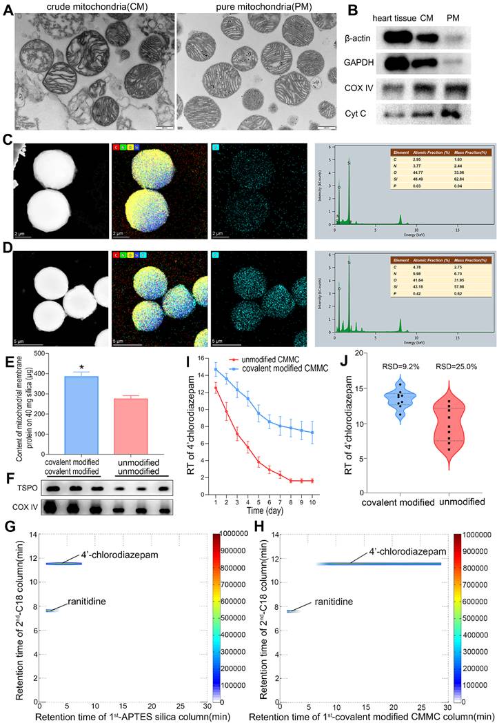 Multiple mitochondria-targeted components screened from Sini decoction ...