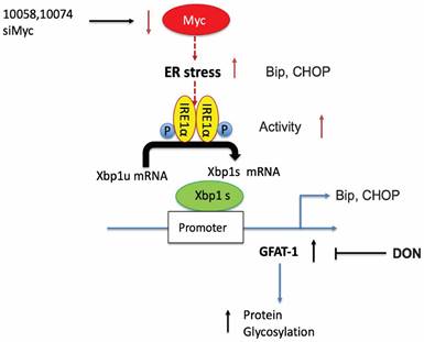 Improved antitumor activity against prostate cancer via synergistic ...