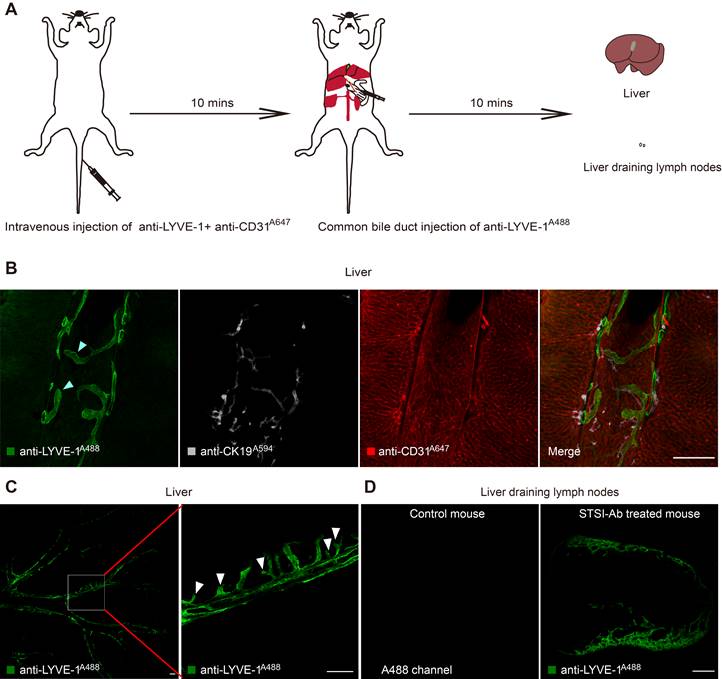 Three-dimensional mapping of hepatic lymphatic vessels and ...