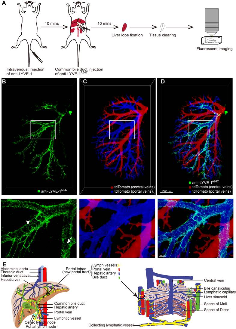 Three-dimensional mapping of hepatic lymphatic vessels and ...