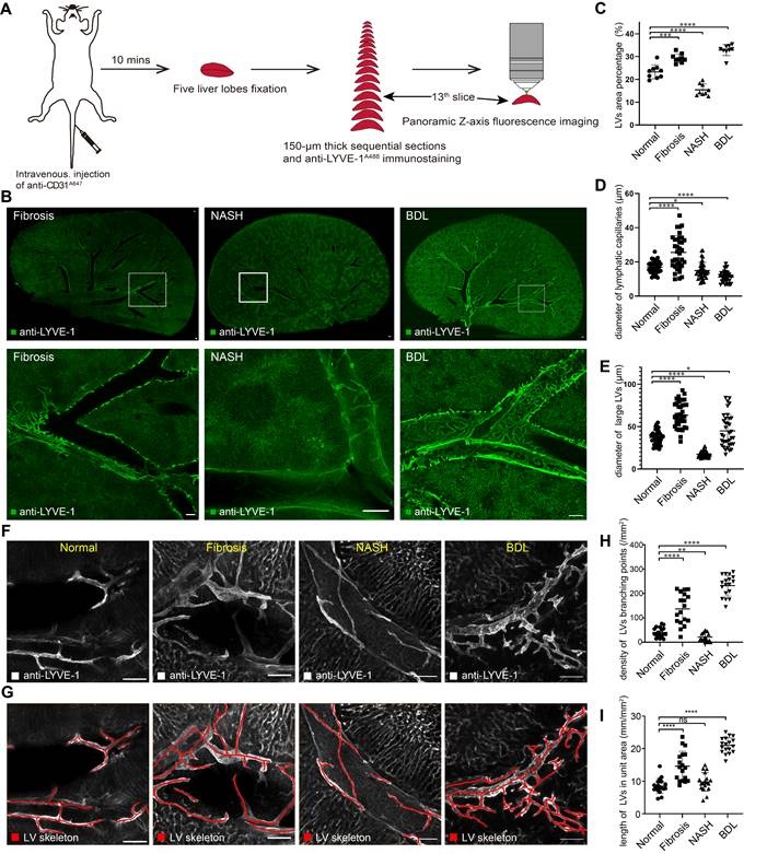 Three-dimensional mapping of hepatic lymphatic vessels and ...