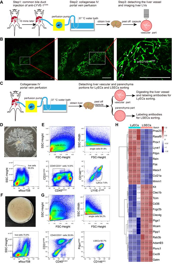 Three-dimensional mapping of hepatic lymphatic vessels and ...