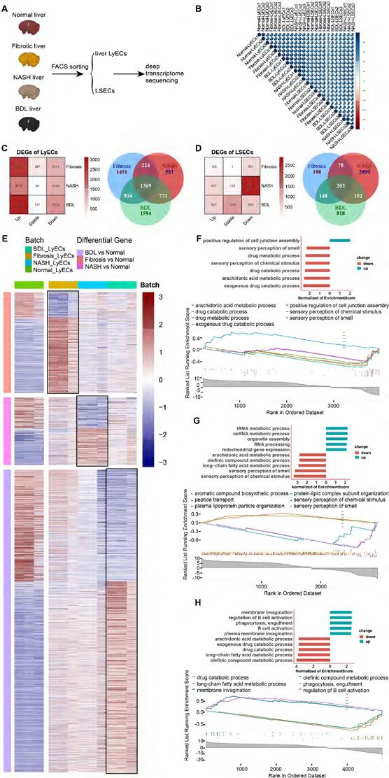 Three-dimensional mapping of hepatic lymphatic vessels and ...
