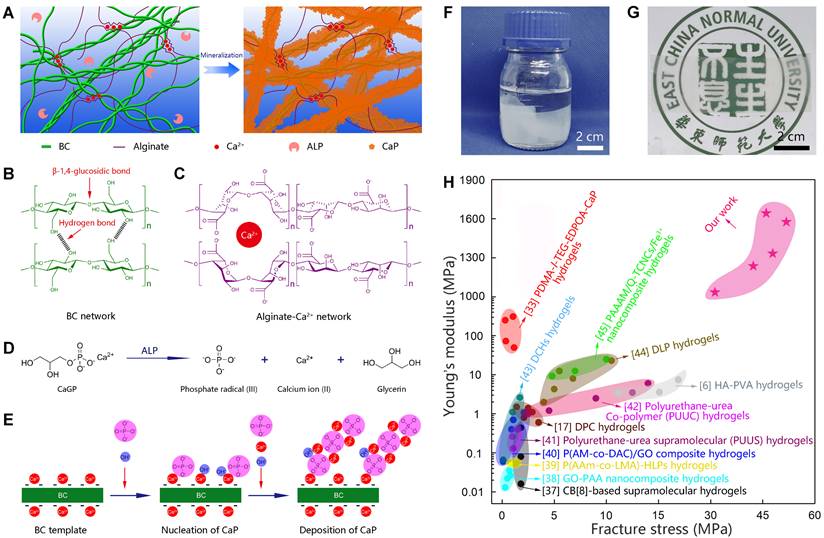 Enzymatically-mineralized double-network hydrogels with ultrahigh ...