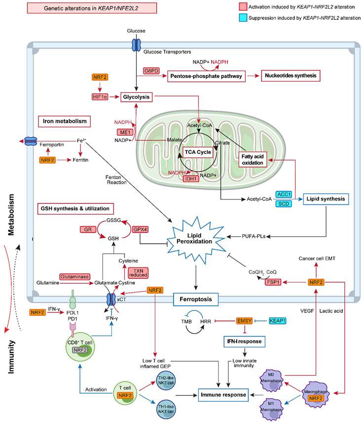 Battles against aberrant KEAP1-NRF2 signaling in lung cancer ...